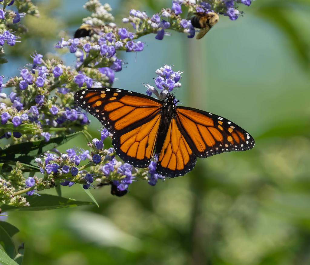 Chapter 16 – Texas Invertebrates – Texas Wildlife Science