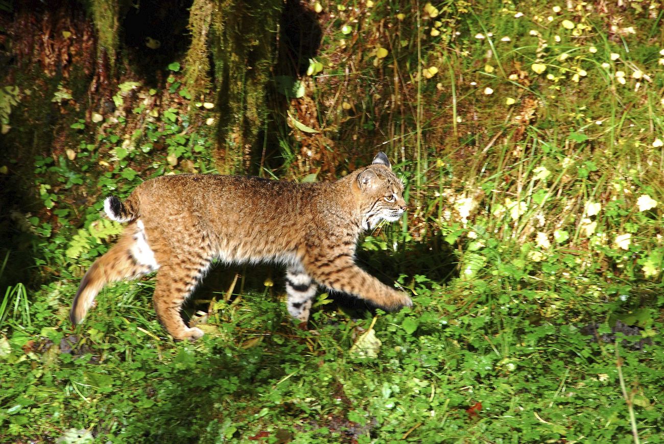 Chapter 1: Understanding Wildlife Science – Texas Wildlife Science